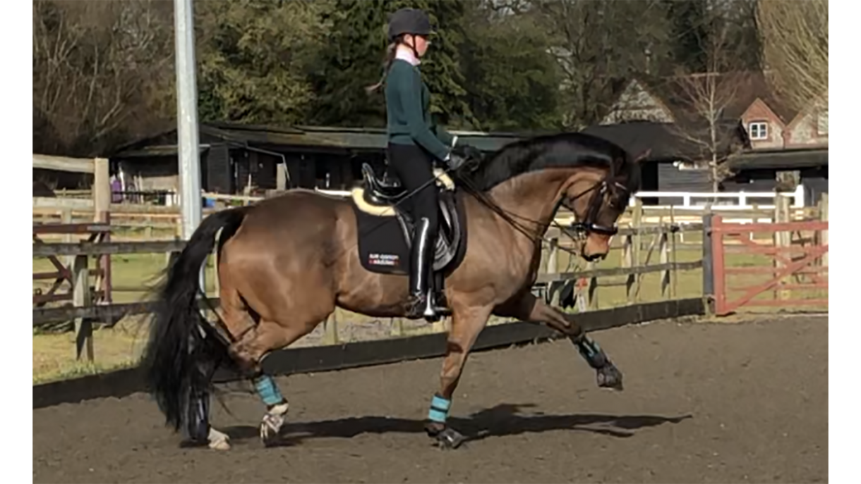 Joanna Thurman-Baker’s dressage blog: here’s to sunny days, happy ...