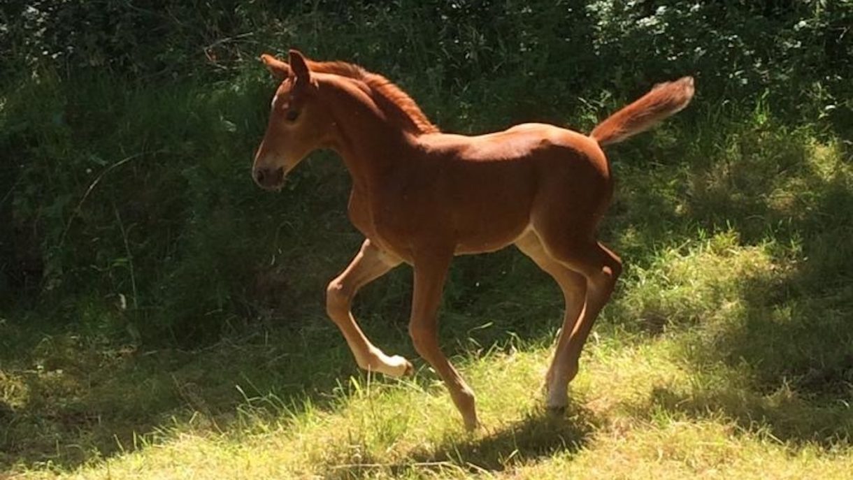 Vet’s gate warning after horse ‘ripped huge hole in her side’ - Horse ...