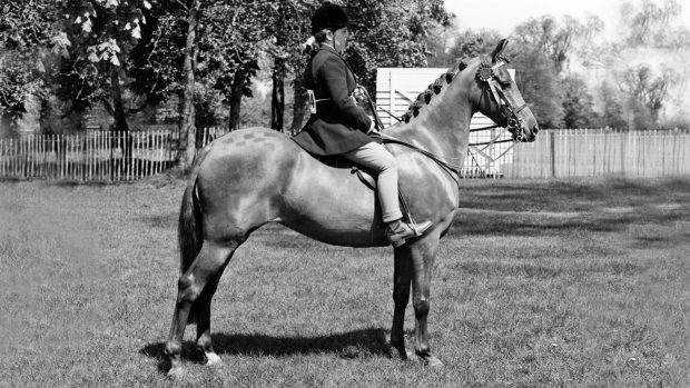 Horse & Hound’s definitive guide to show pony classes *H&H Plus ...