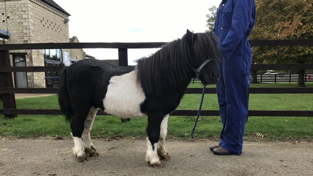 Relief as stolen one-eyed Shetland pony found in graveyard - Horse & Hound