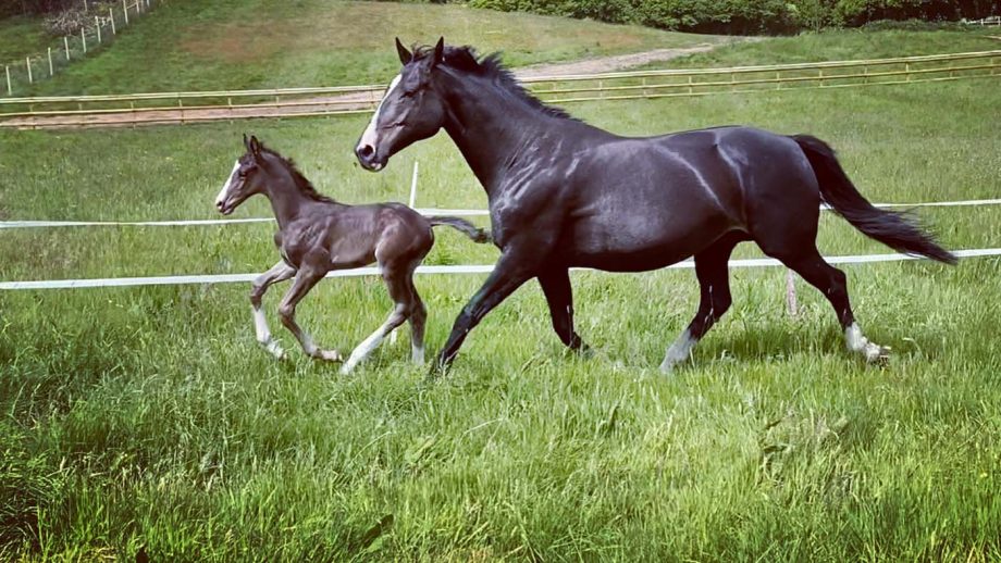 12 newborn foals to brighten your day — plus one born with a serious ...