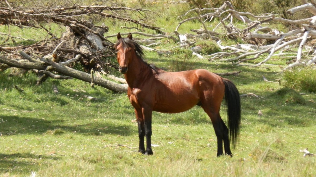 ‘Together, we can save these horses’: outrage at planned brumby cull ...