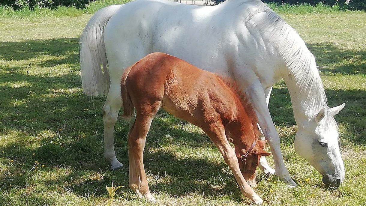 12 newborn foals to brighten your day — plus one born with a serious ...