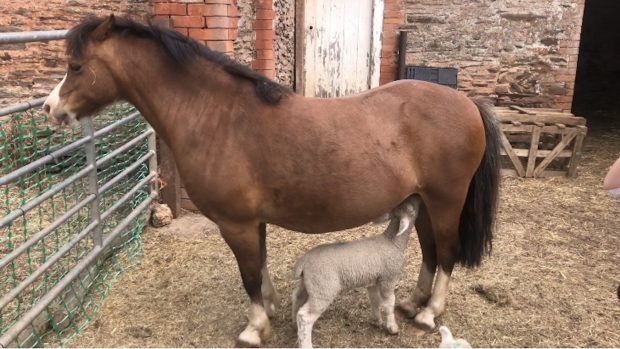 ‘A lady to the end’: farewell to showjumping legend Liz Edgar - Horse ...