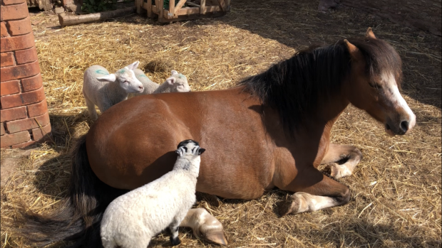 ‘Just fabulous’: nanny goat bought from dairy farm feeds and mothers ...