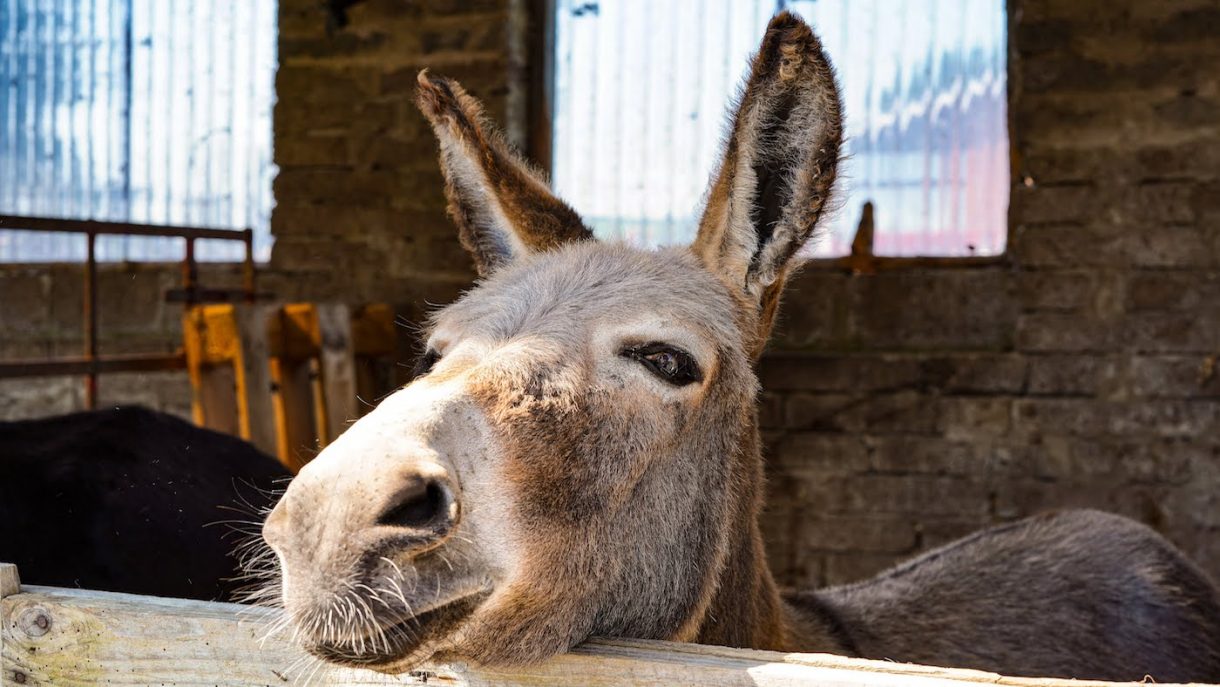 Therapy donkeys make virtual visits during lockdown - Horse & Hound