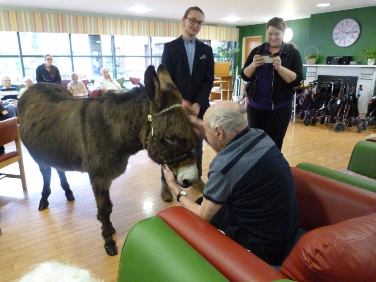 Therapy donkeys make virtual visits during lockdown - Horse & Hound