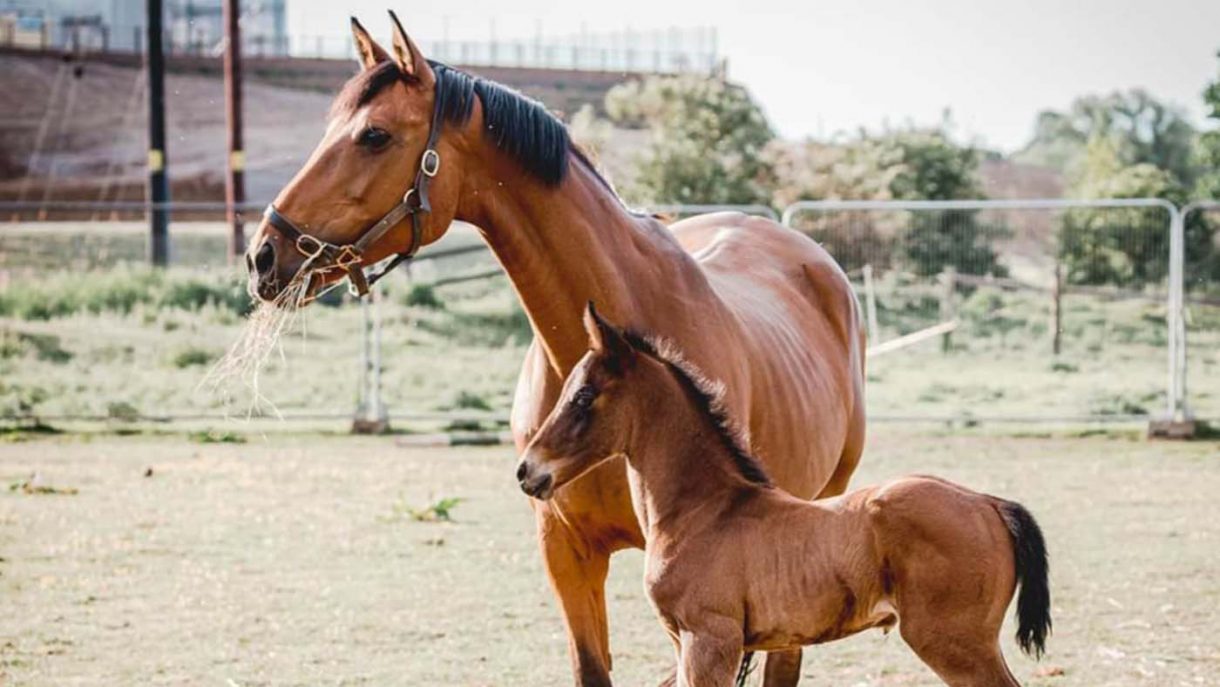 12 newborn foals to brighten your day — plus one born with a serious ...