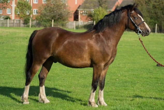 5 wonderful Welsh cobs and ponies on the market right now - Horse & Hound