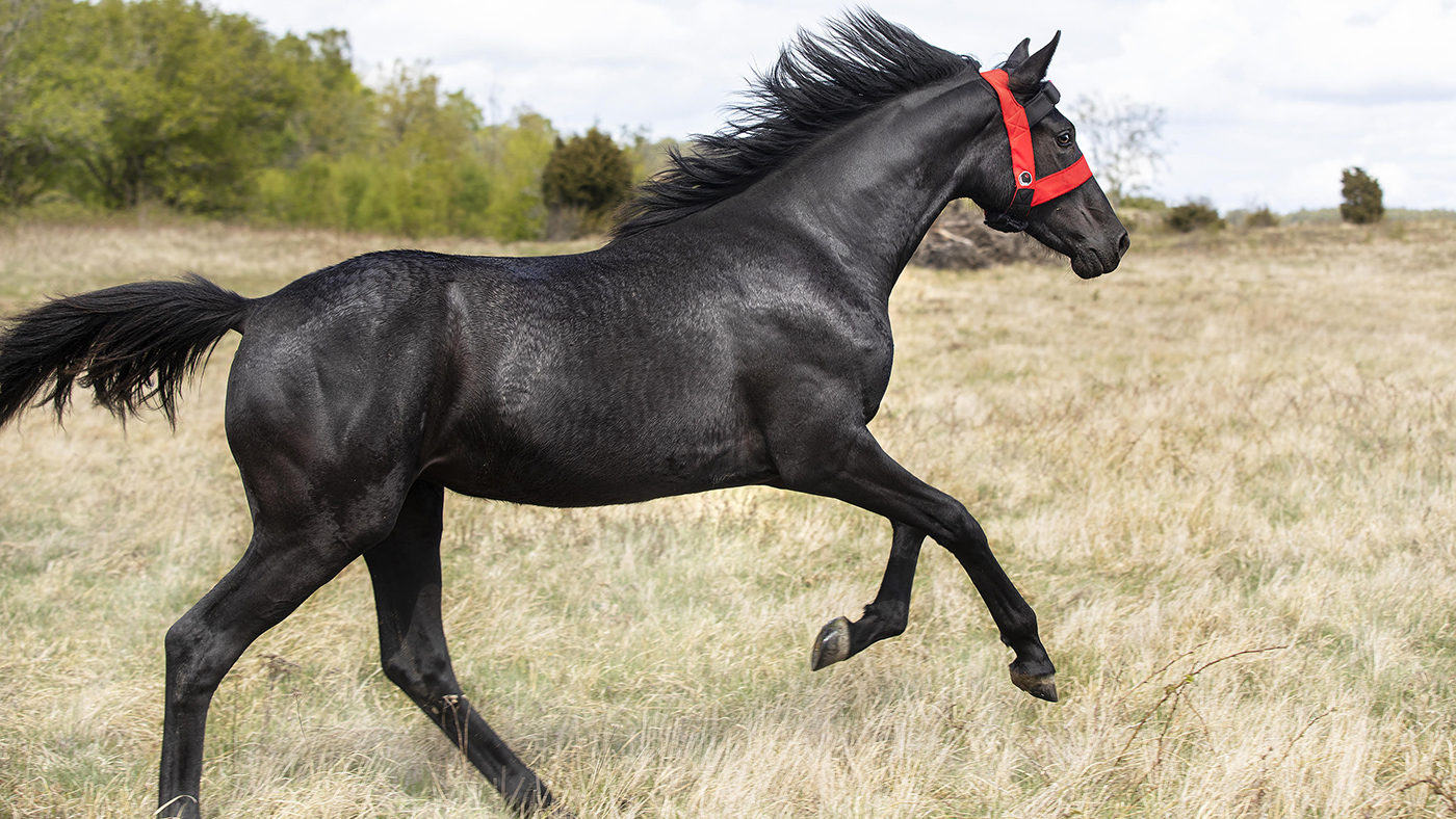 Raising a healthy equine: How does my young horse grow? *H&H Plus ...