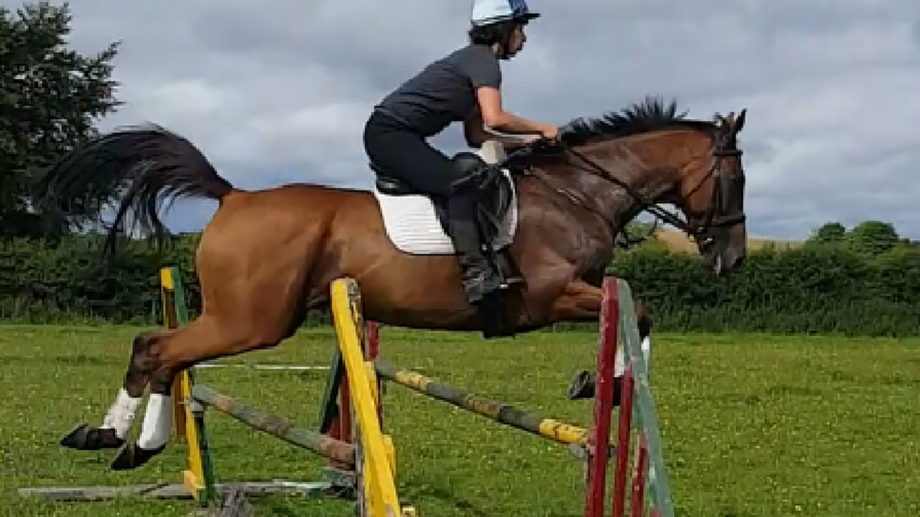 How the lives of these three retrained racehorses were turned around ...