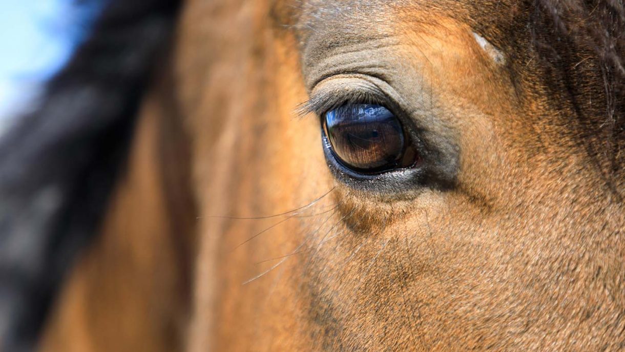 4 common eye problems in horses and how to treat them - Horse & Hound