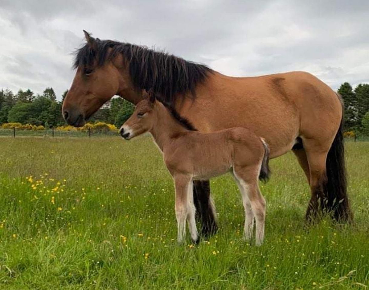 The Queen’s Highland ponies to help raise vital funds for grass ...