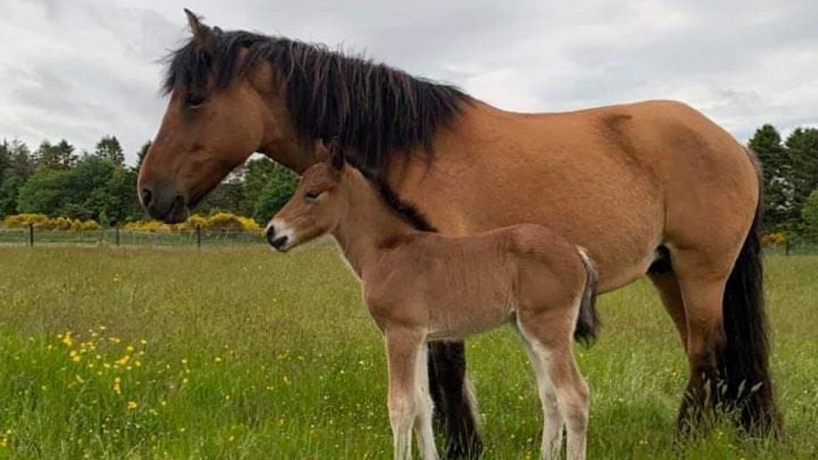 Highland ponies - Horse & Hound