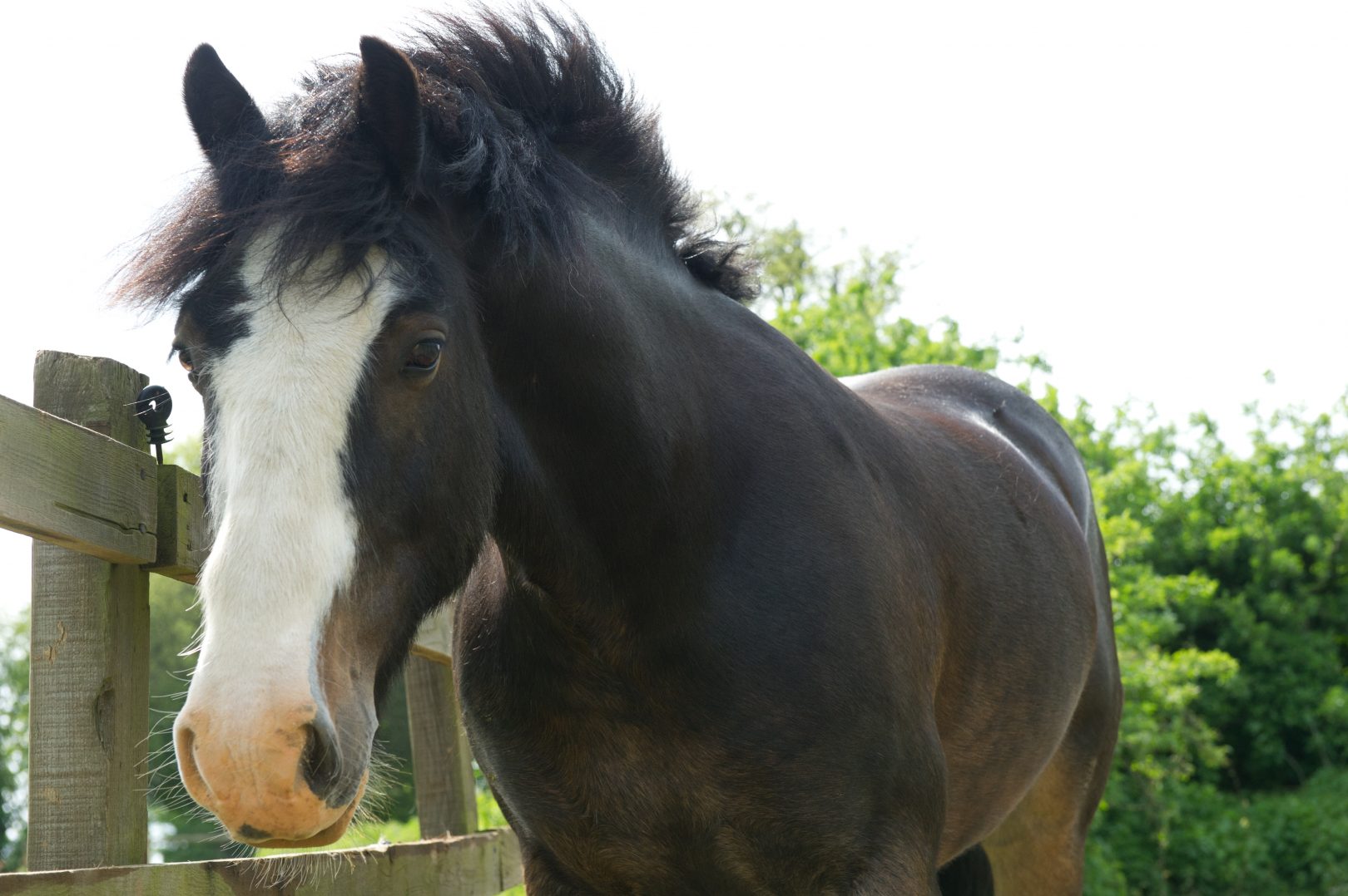 Gypsy cobs: a type of horse growing in popularity - Horse & Hound