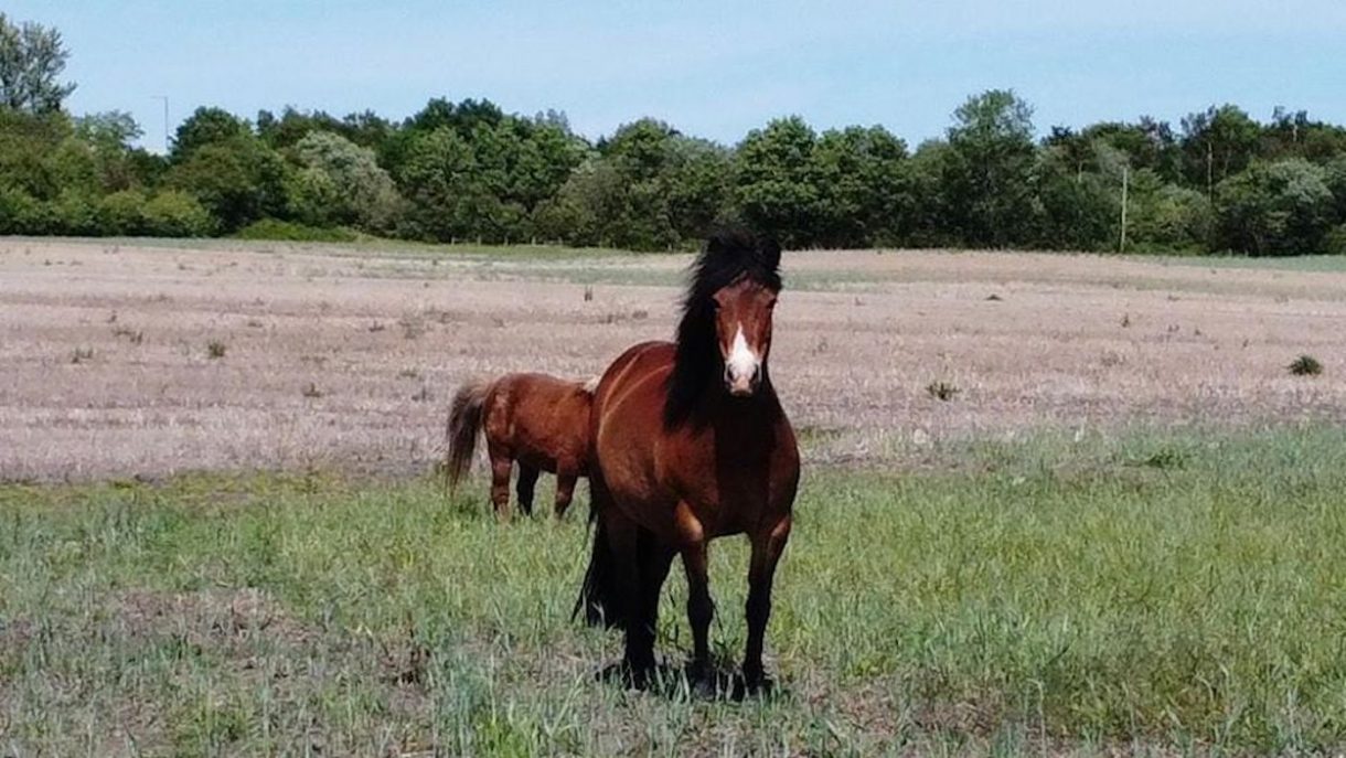 ‘I have never seen ponies this fat’: grossly obese Shetlands rescued by ...