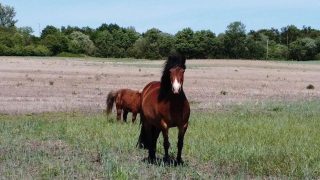 ‘I have never seen ponies this fat’: grossly obese Shetlands rescued by ...