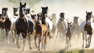 Horse colours: from bay to cremello and everything in between