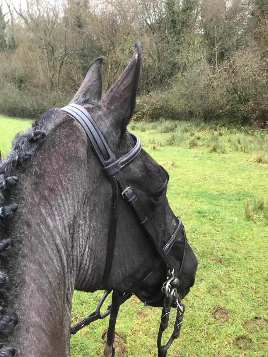 Equine euthanasia: what you need to know before a horse is put down