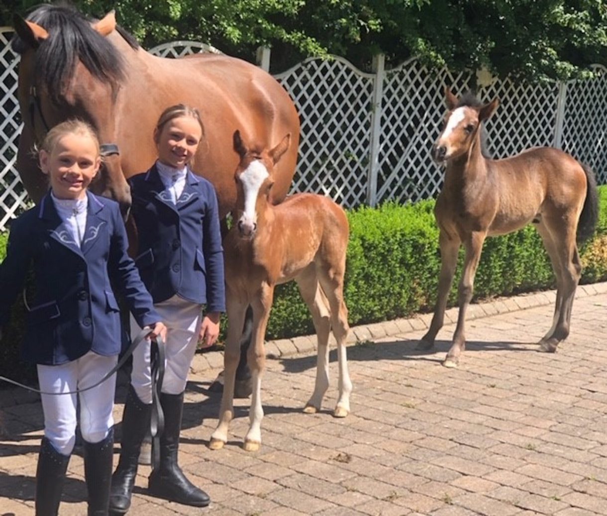 ‘I hope their dad lives on in them’: rider breeds ‘twin’ foals for her ...