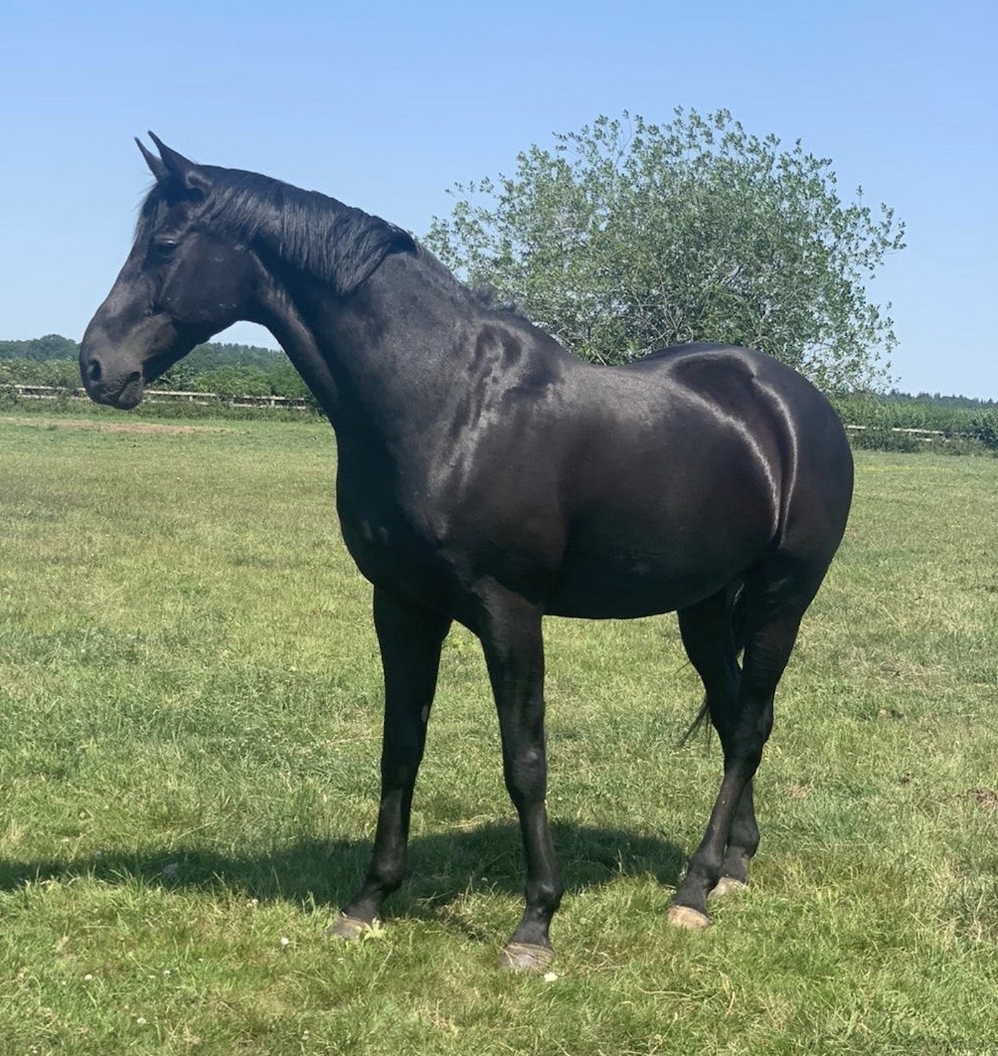 ‘Tall, dark and handsome’ gelding retires from the King’s Troop - Horse ...
