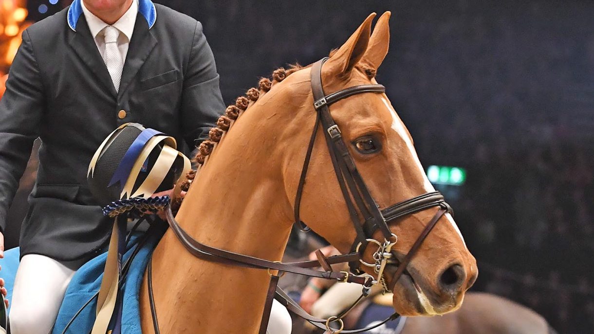 Retired star showjumper continues winning ways with top jump jockey ...