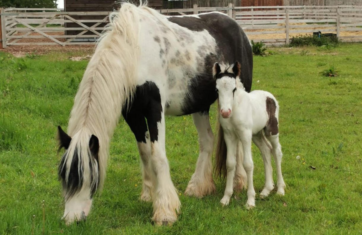 Special ponies desperate for loving homes after months in charity’s ...