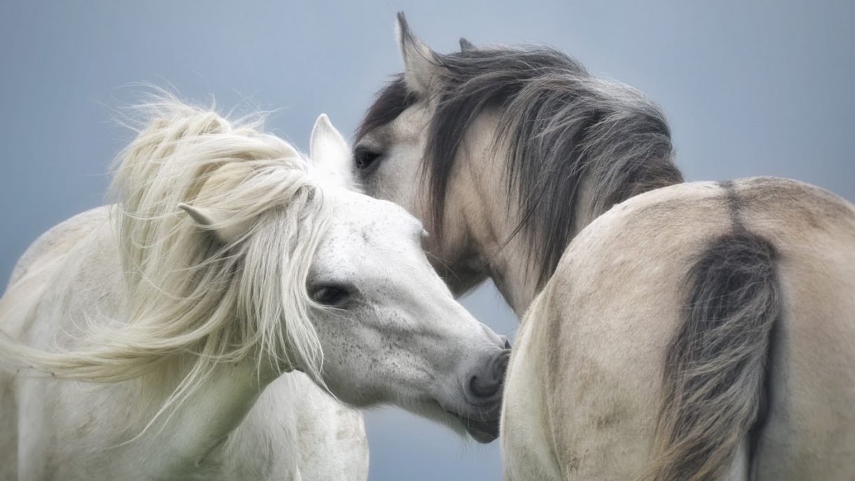 The Queen’s Highland ponies to help raise vital funds for grass ...