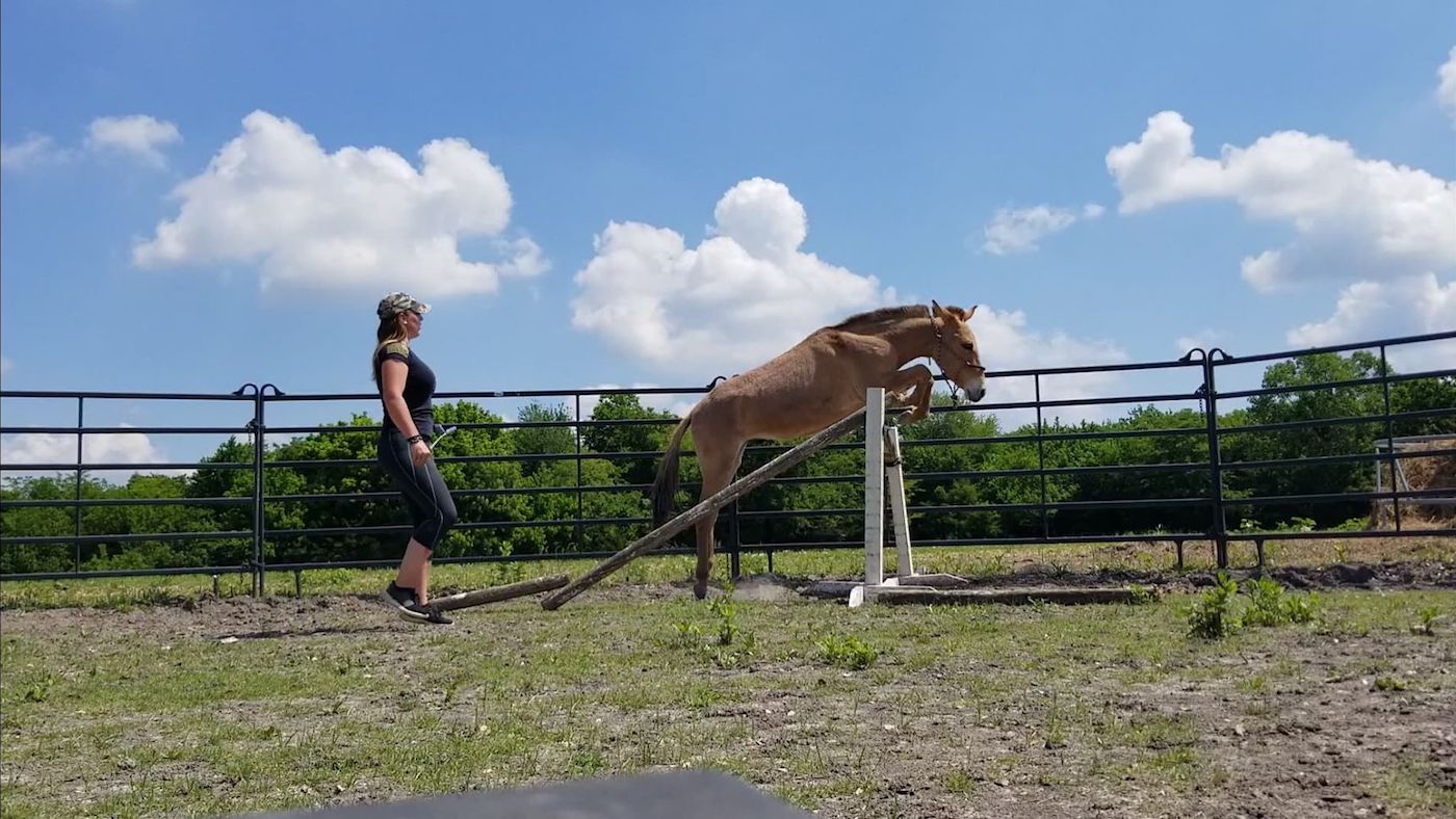 ‘He tries his little heart out’: US rider campaigns for mules in ...