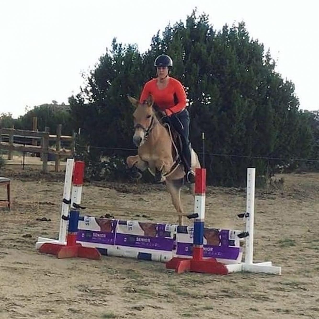 ‘He tries his little heart out’: US rider campaigns for mules in ...