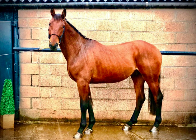 Check out this selection of Irish sport horses for sale