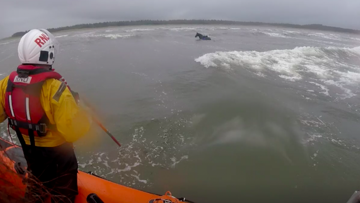Lifeboat rescue of mare who swam over a mile out to sea - Horse & Hound
