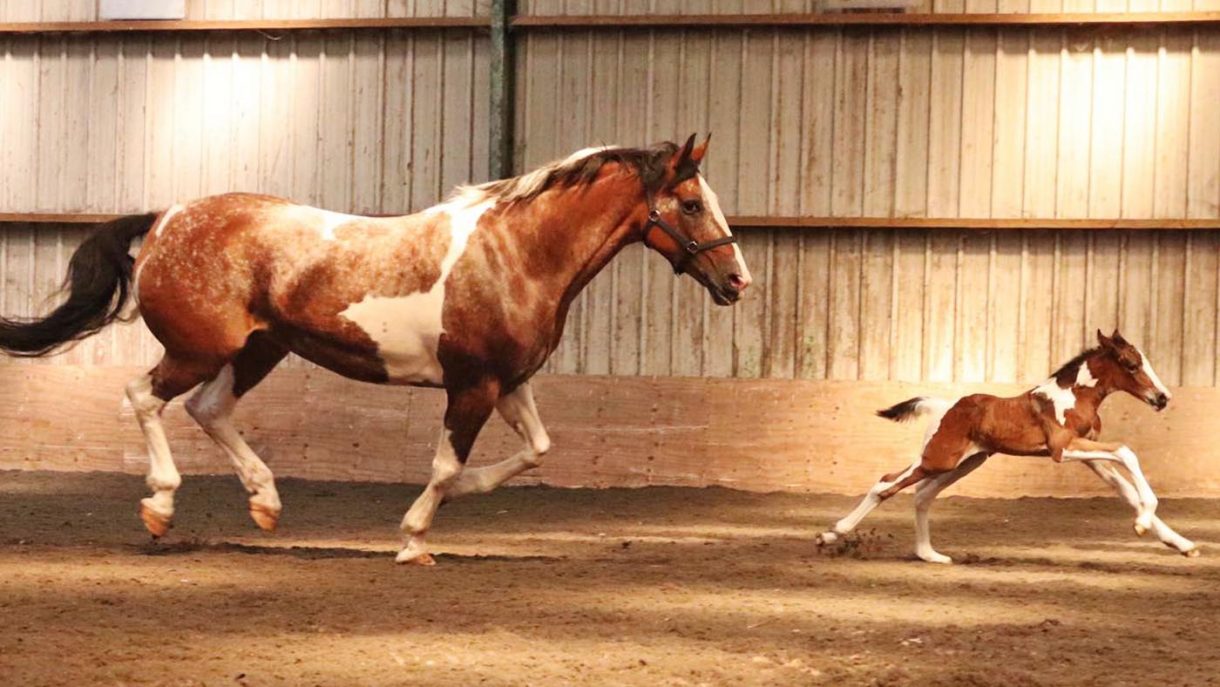 16 super-cute foals, plus one you might not be expecting to see ...