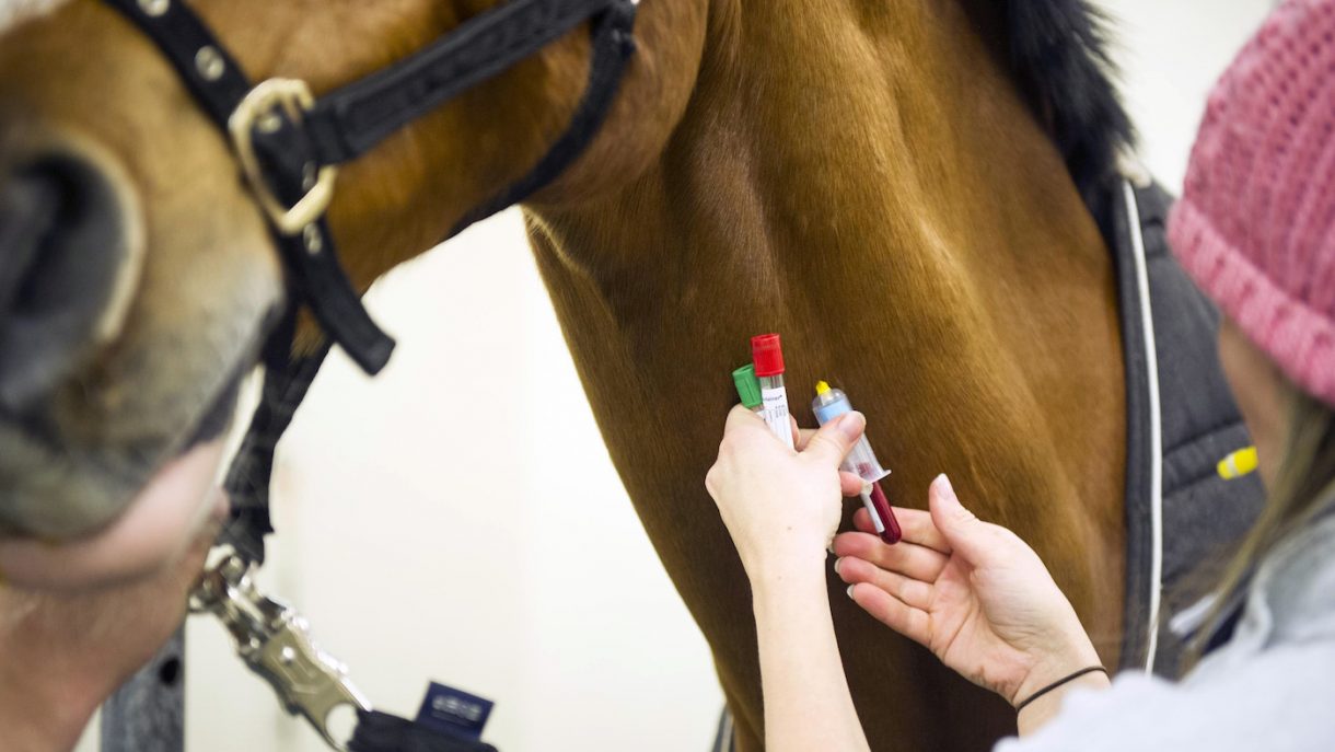 FEI promises to act after horse with broken leg left untreated at show ...