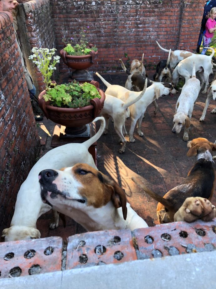 Delight as ‘banished’ hounds make welcome return to kennels - Horse & Hound