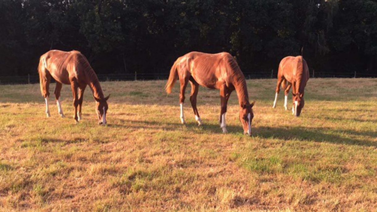 ‘It’s like he’s done it all before’: meet the three Chilli Morning clones