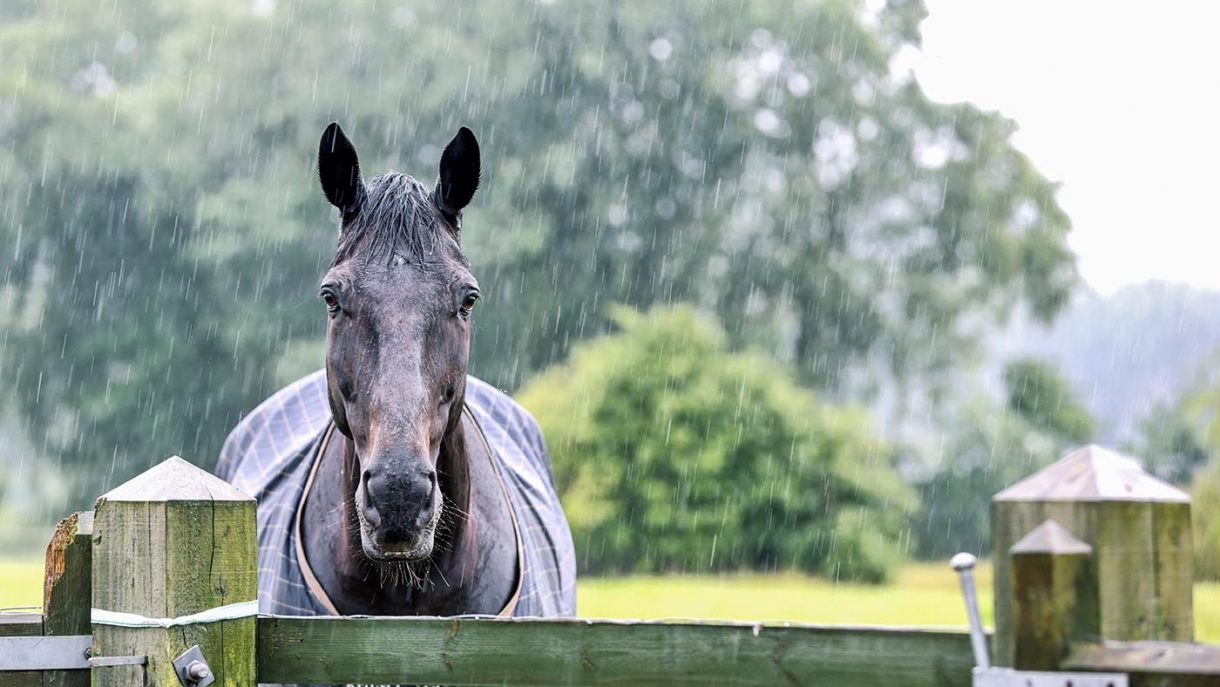 Ringworm: a fungal skin infection affecting horses – and humans *H&H ...
