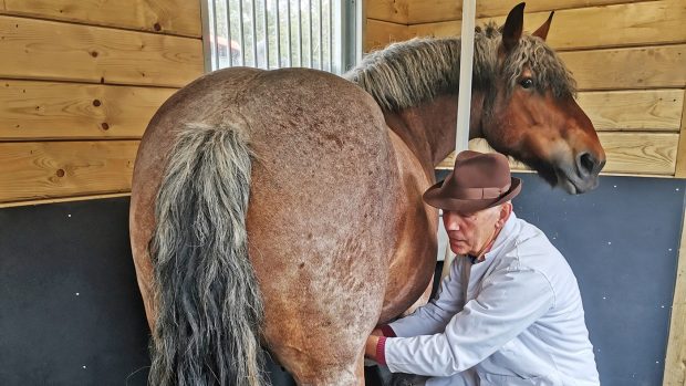 All in a day’s work: The mares’ milk farmer *H&H Plus* - Horse & Hound
