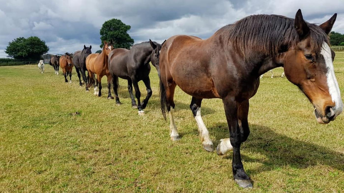Northumbria Police horse Pilot put down - Horse & Hound