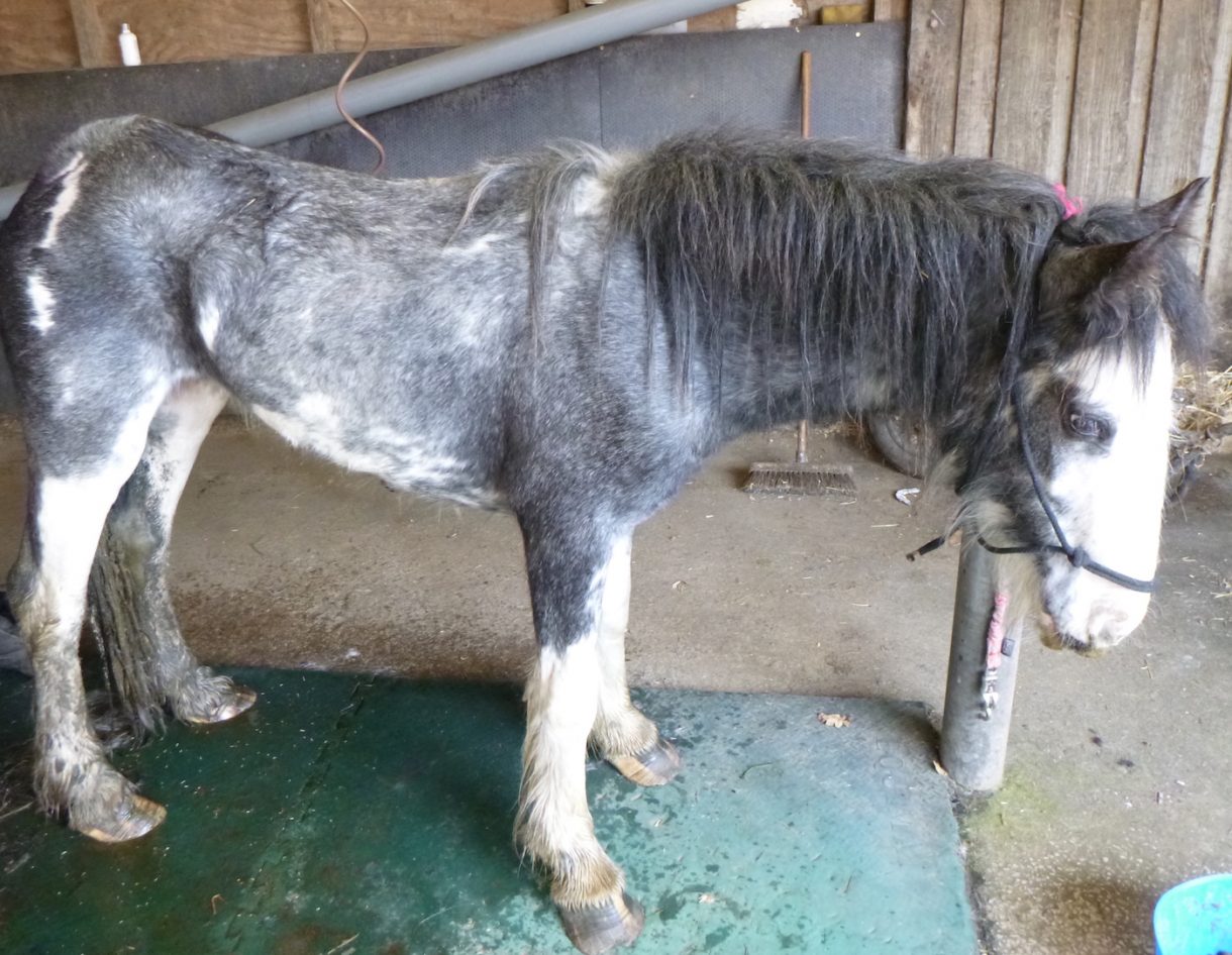 Heartbreak as emaciated, maggot-ridden pony dumped too sick to survive ...