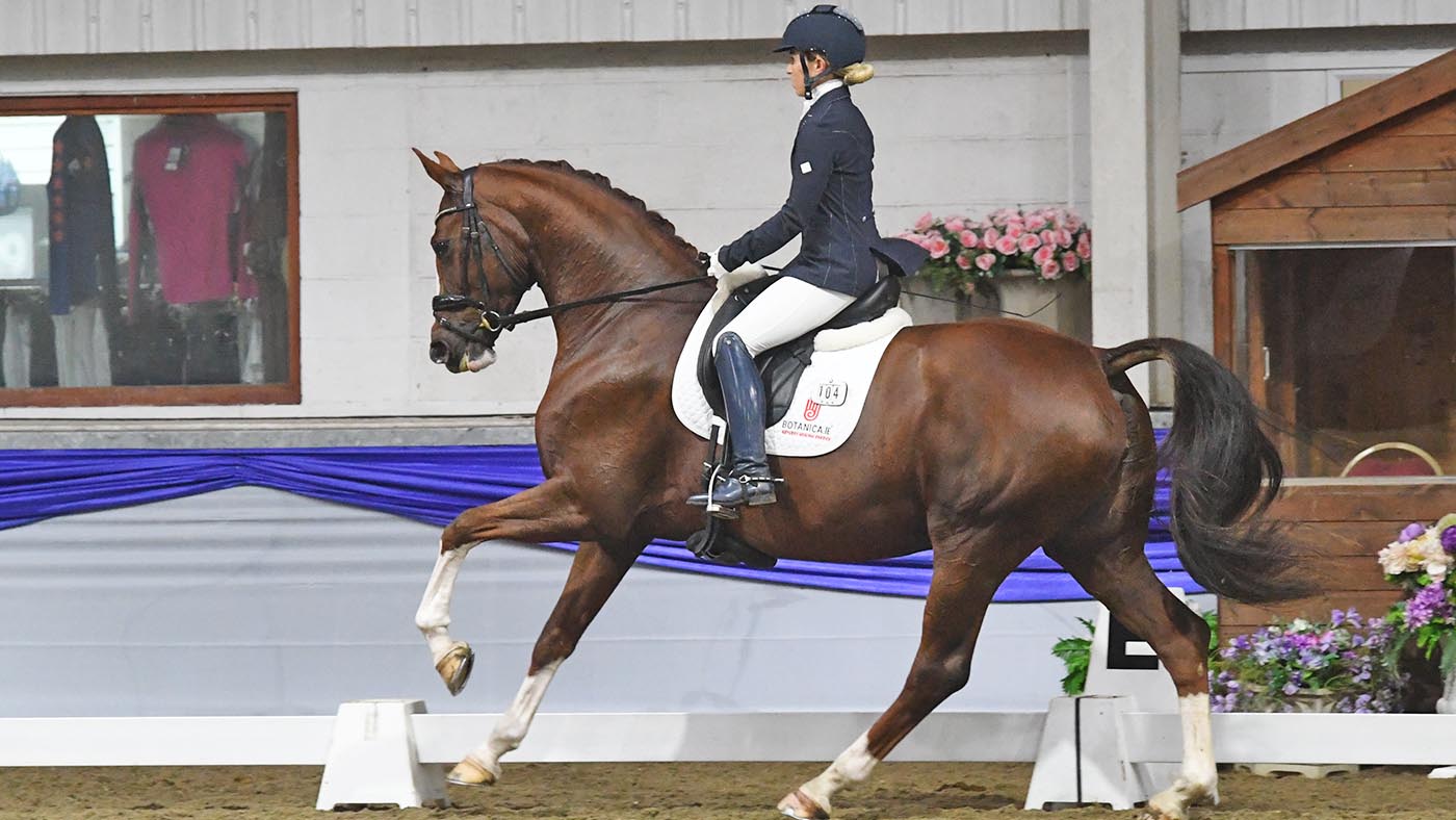 Check out some of the hottest young dressage horses in Britain
