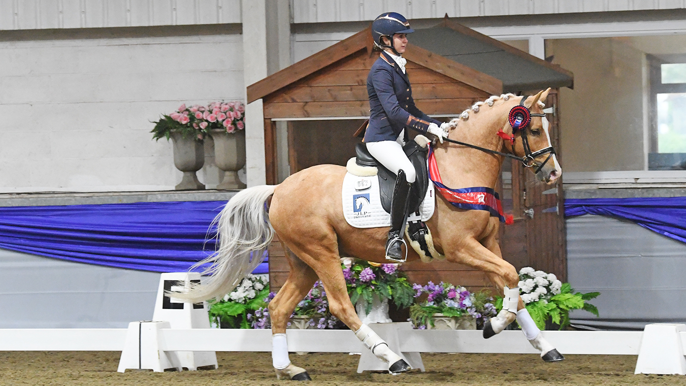 Check out some of the hottest young dressage horses in Britain