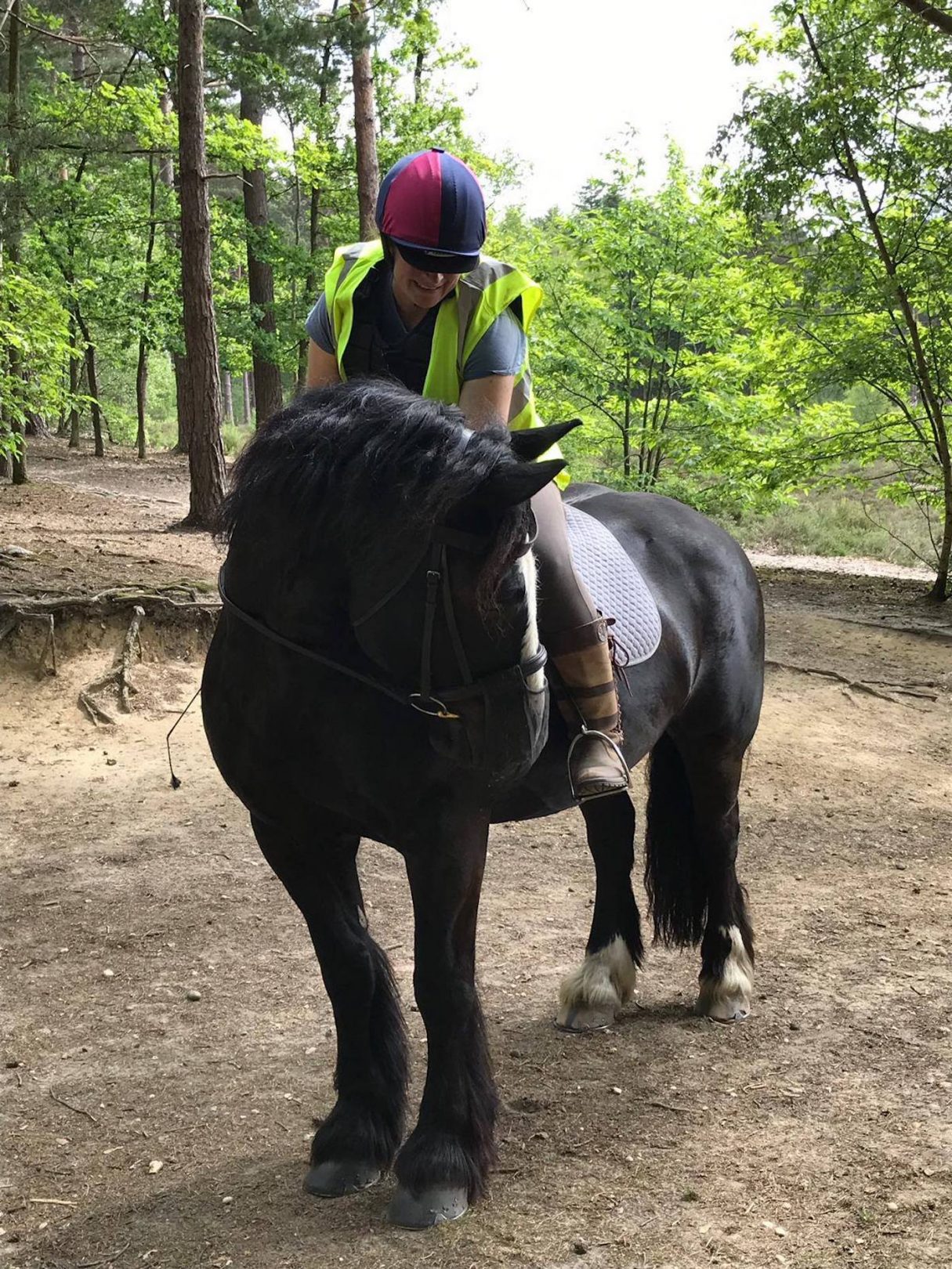 Loose dog chased horses in frighenting incident - Horse & Hound