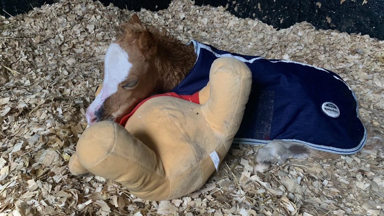 Foster cow steps in to mother orphaned foal - Horse & Hound