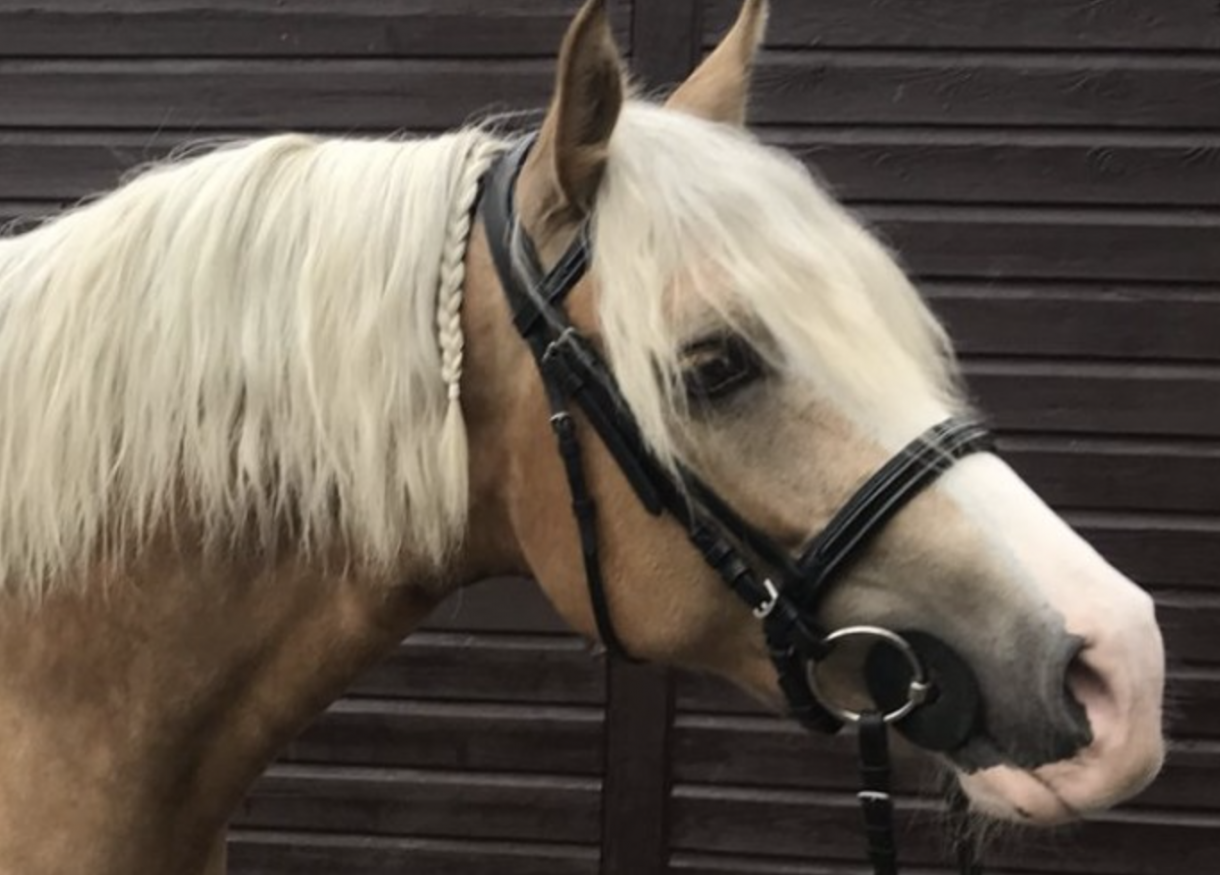 5 wonderful Welsh cobs and ponies on the market right now - Horse & Hound