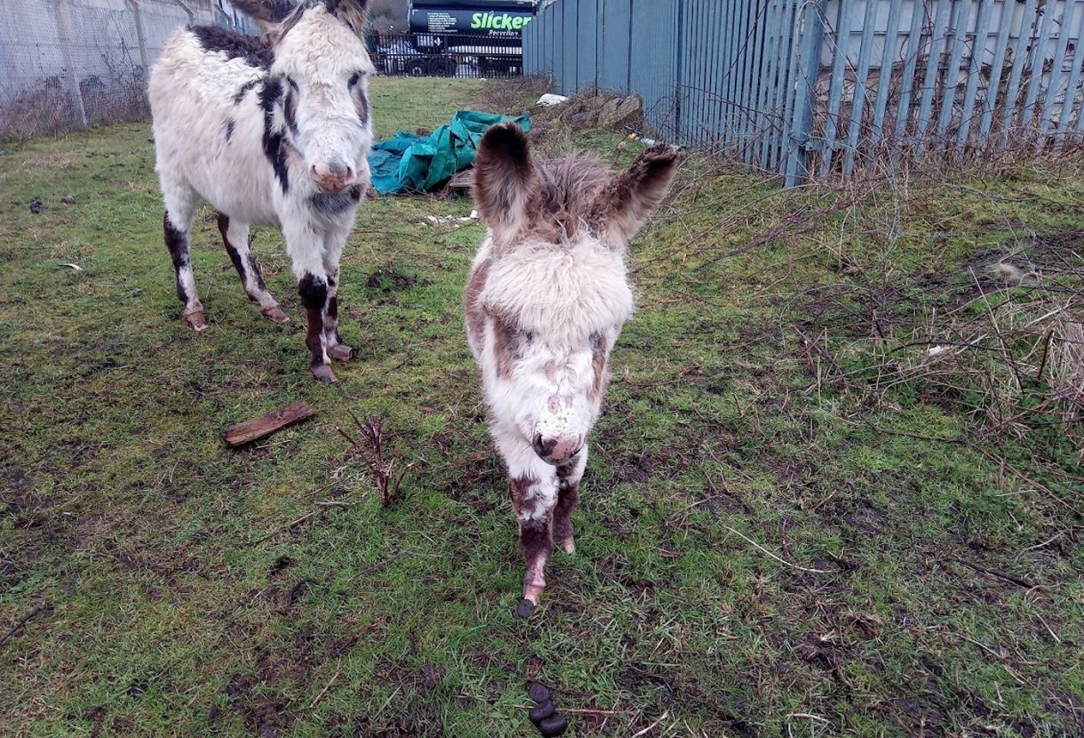 Donkeys rescued during Storm Dennis now ‘thriving’ - Horse & Hound