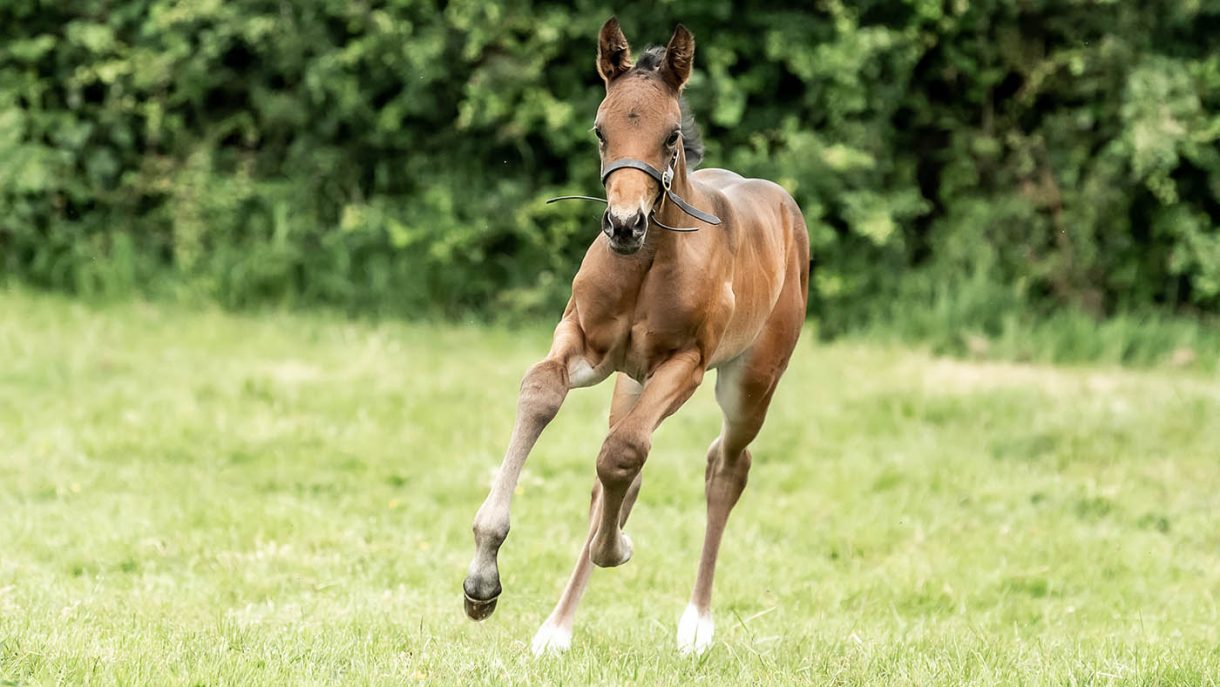 ‘The ugly duckling phase is real’ — 6 realities of owning a young horse ...