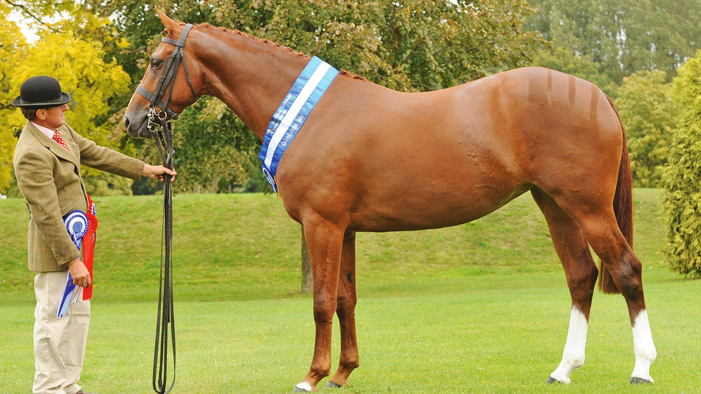 Life lessons: in-hand show horse producer Steve Pitt *H&H Plus* - Horse ...