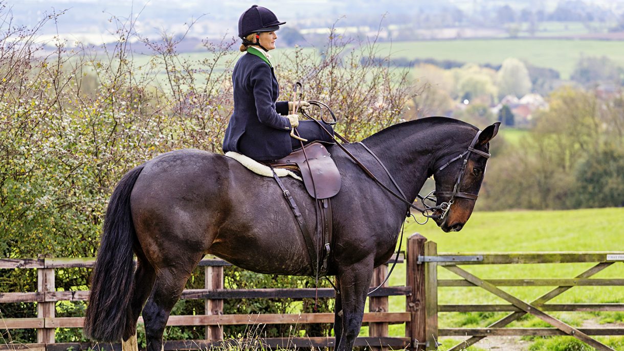 Meet the ‘carthorse cob’ who became a hunter of a lifetime *H&H Plus ...