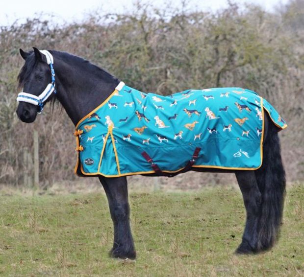 Patterned horse rugs to feast your eyes on | Horse & Hound